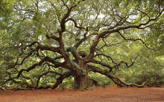 Famous Trees in the U.S. | Family Vacations U.S