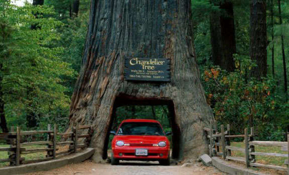 Famous Trees in the U.S. | Family Vacations U.S