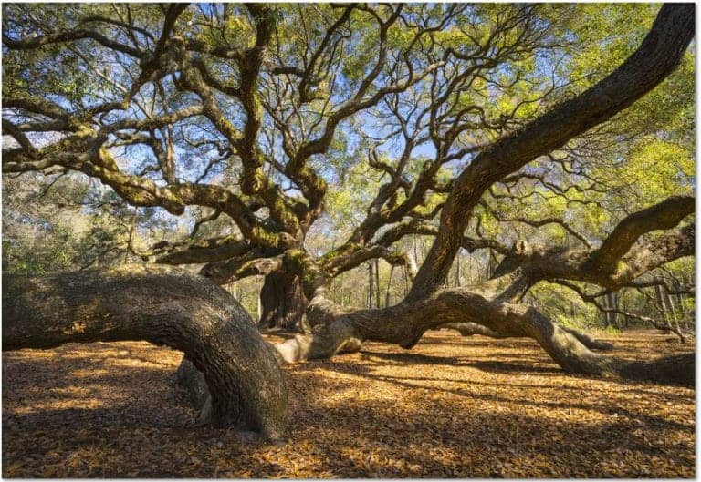 Famous Trees in the U.S. | Family Vacations U.S