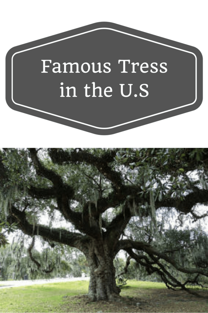 Famous Trees in the U.S. | Family Vacations U.S