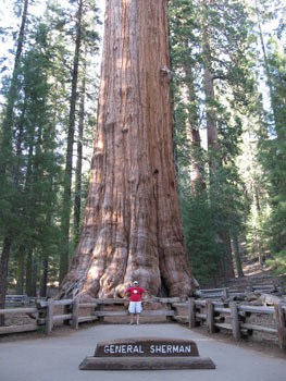 Famous Trees in the U.S. | Family Vacations U.S