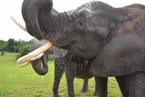 Wilstem Ranch Giraffe and Elephant Encounter in Paoli, Indiana | Family ...