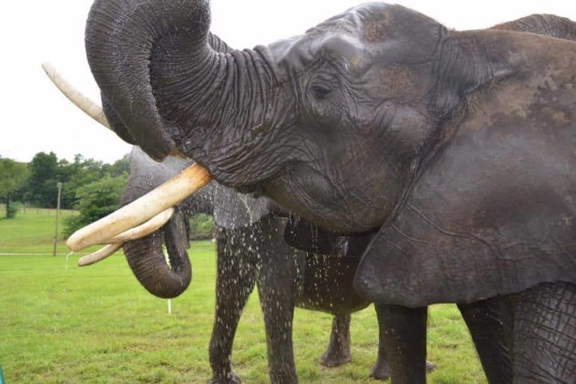 Wilstem Ranch Giraffe and Elephant Encounter in Paoli, Indiana | Family ...