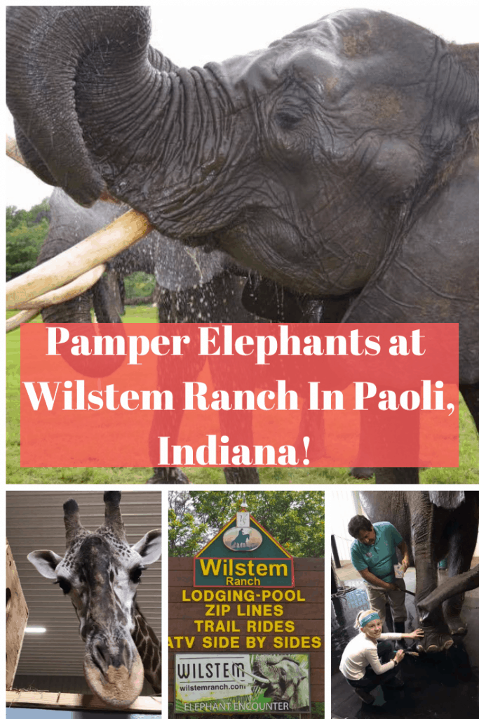 Wilstem Ranch Giraffe and Elephant Encounter in Paoli, Indiana | Family ...