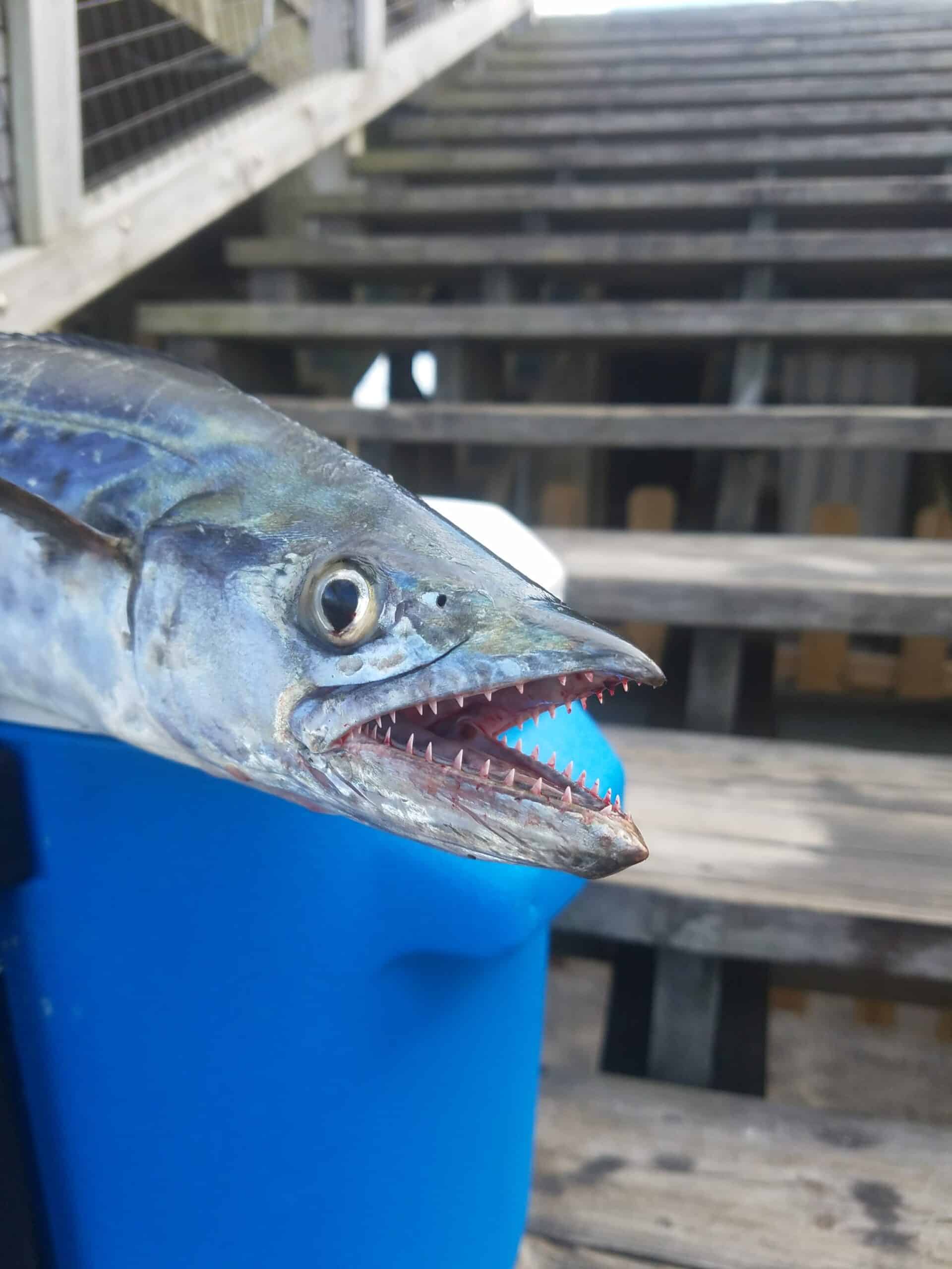 Fishing In Navarre Beach | Family Vacations US